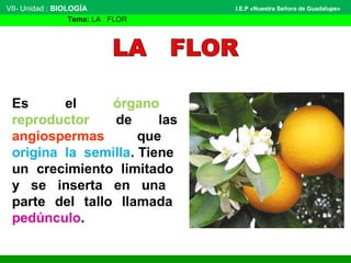 La flor botánica | PPT