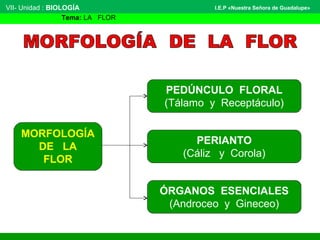 La flor botánica | PPT