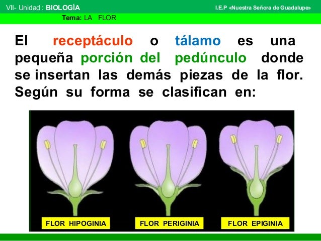 Tálamo | Plantas rioMoros