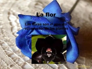 La Flor | PPT