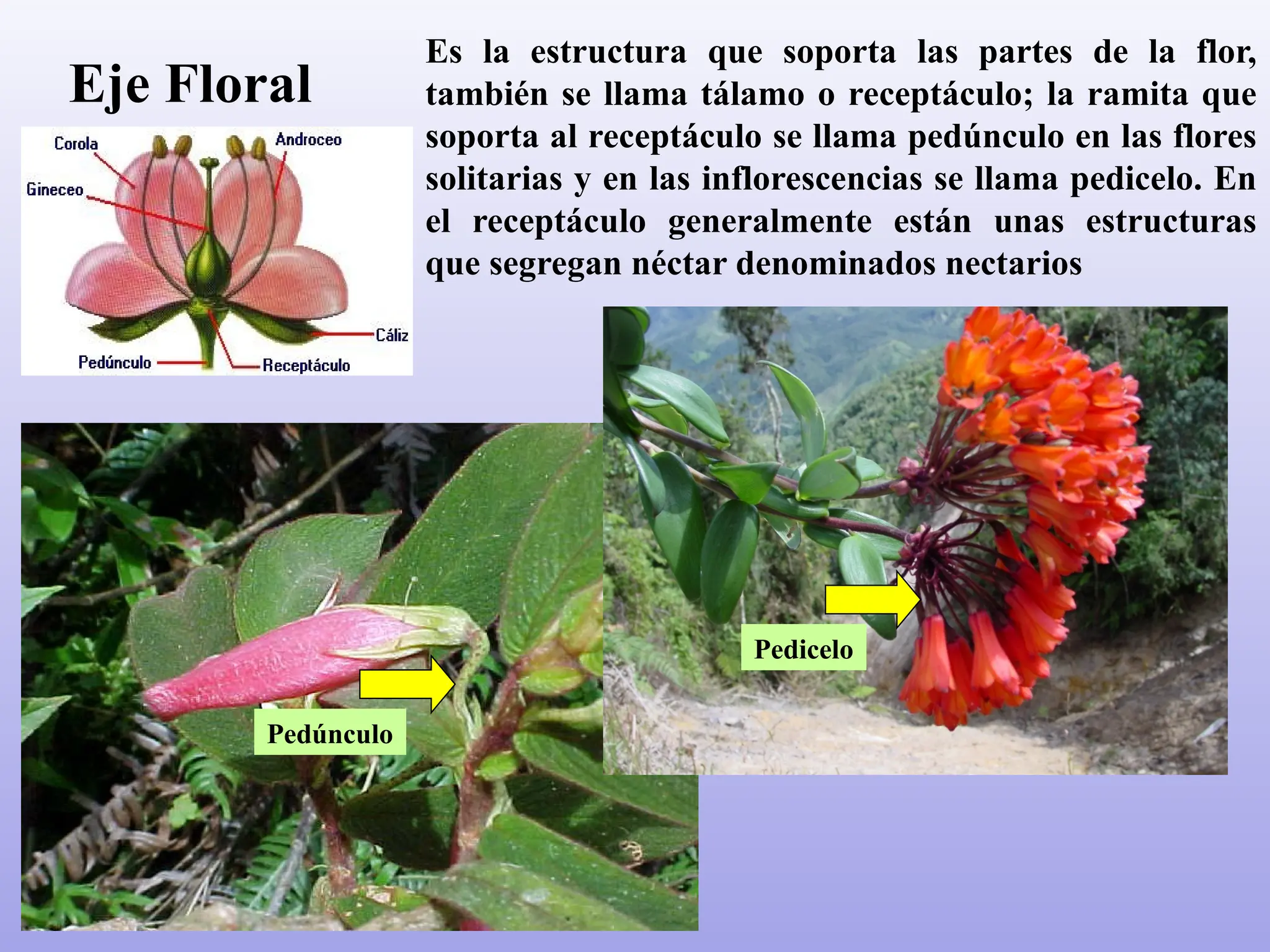 LA FLOR en bortanica su reconocimiento | PPTX