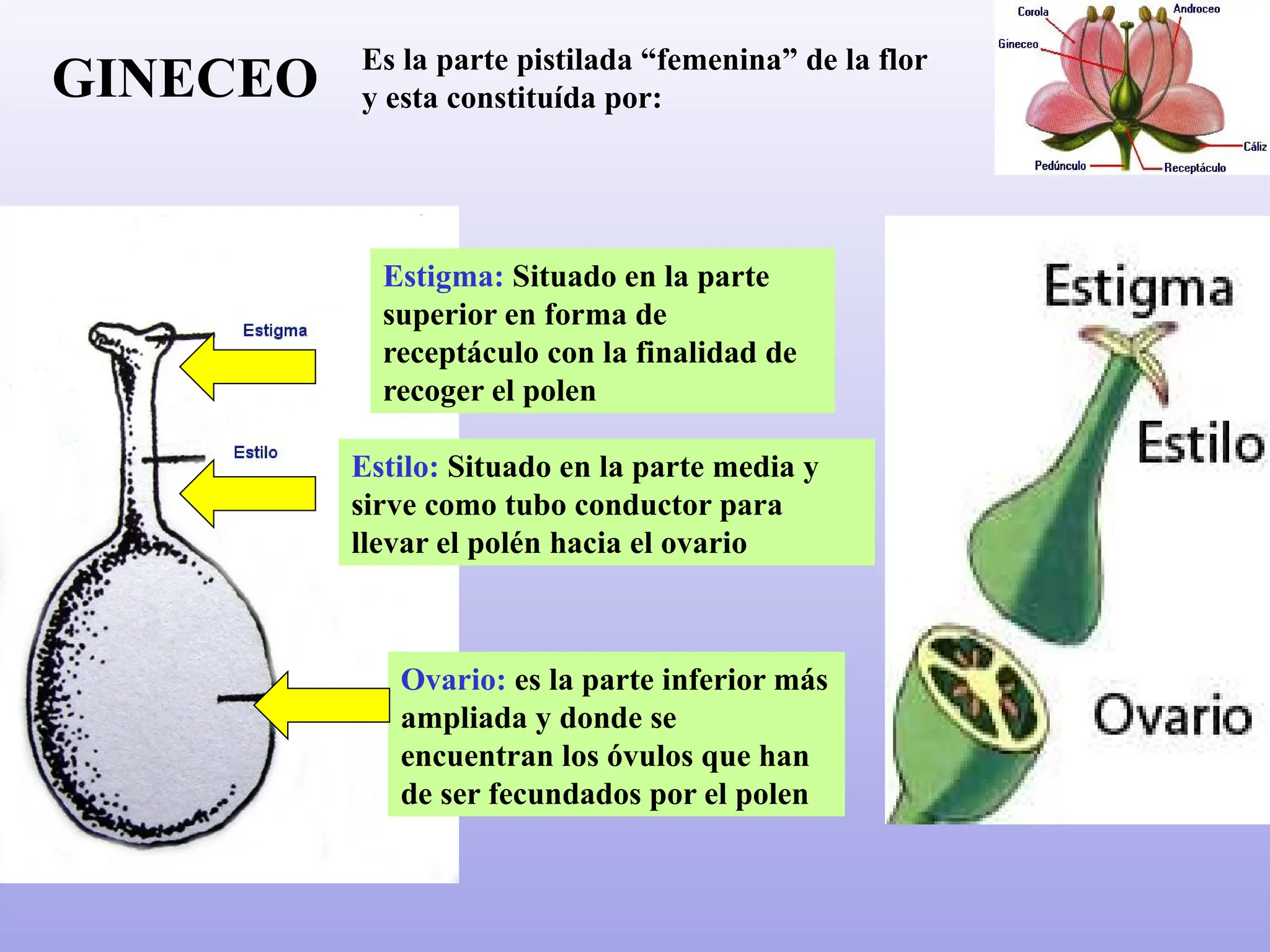 LA FLOR en bortanica su reconocimiento | PPTX
