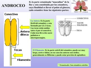 LA FLOR en bortanica su reconocimiento | PPTX