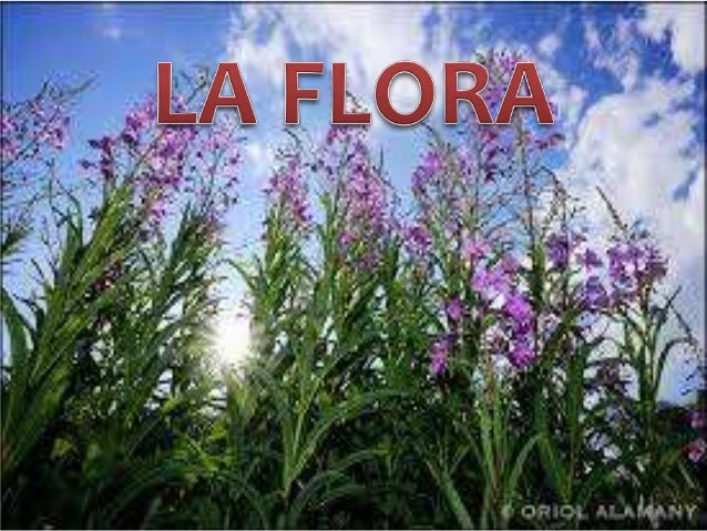 La flora - Imagui