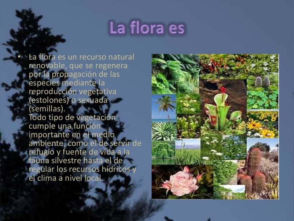 La flora