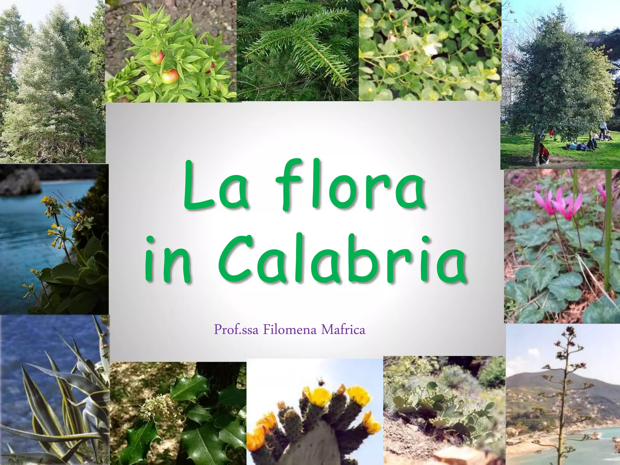 La flora in calabria | PPTX