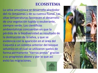 La flora y fauna de la amazonia 3 | PPTX