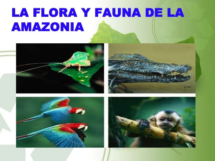 La flora y fauna de la amazonia 3