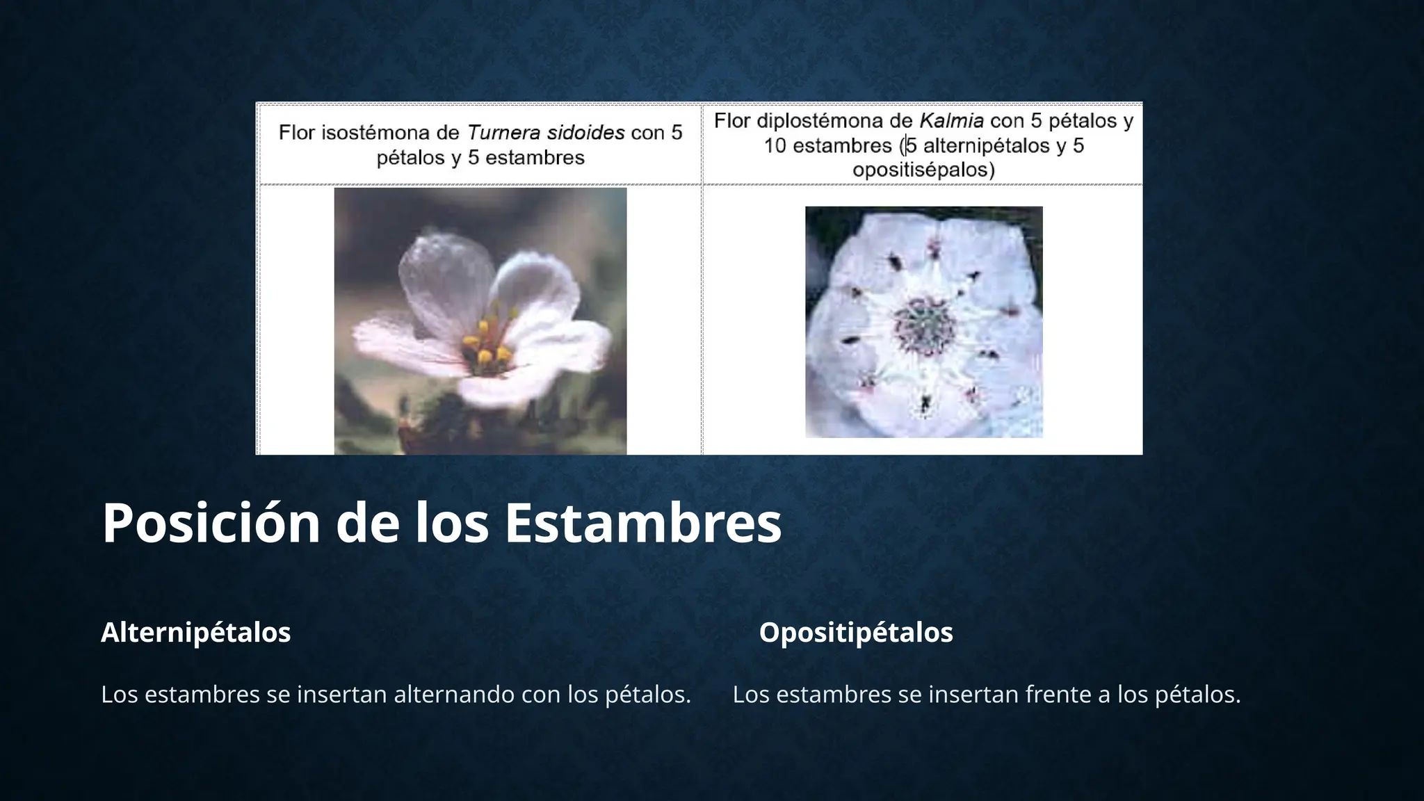 La Flor ECO 113 23 11 2024.características de las flores y sus ...