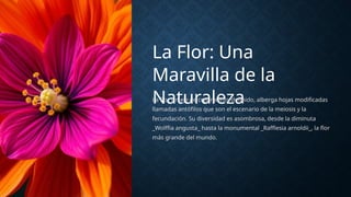 La Flor ECO 113 23 11 2024.características de las flores y sus ...