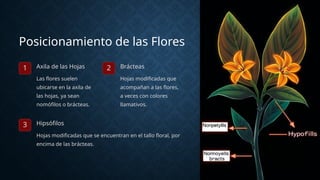La Flor ECO 113 23 11 2024.características de las flores y sus ...