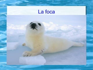La foca (Jorge) | ODP