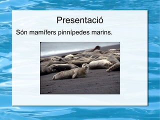 La foca (Jorge) | ODP