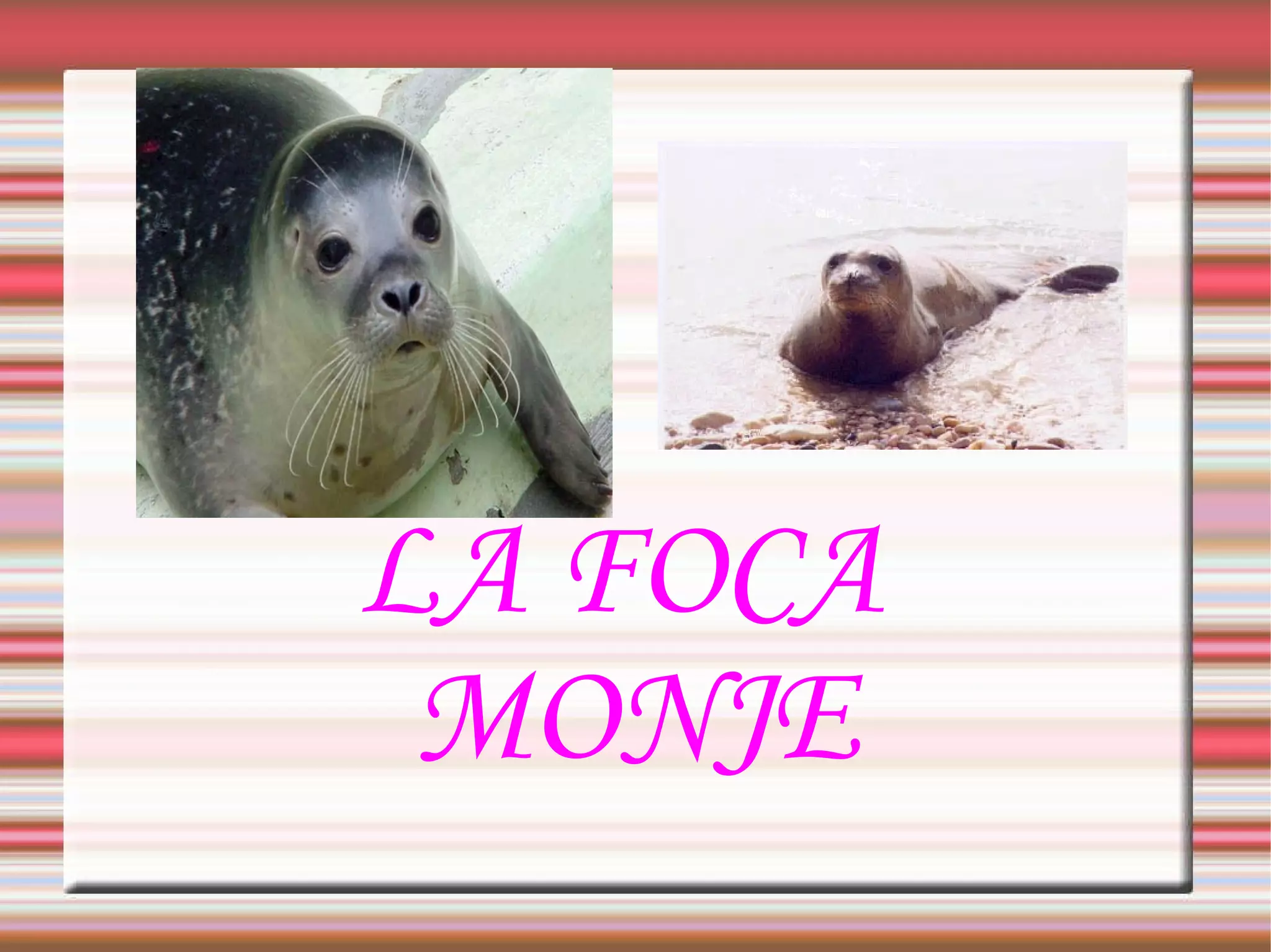 La foca monje | PPT