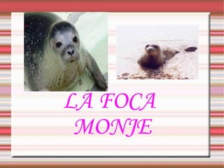 La foca monje | PPT