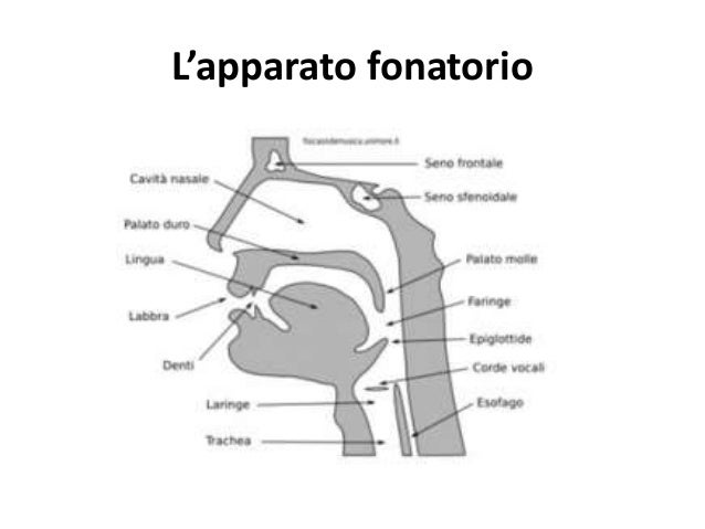 La fonetica