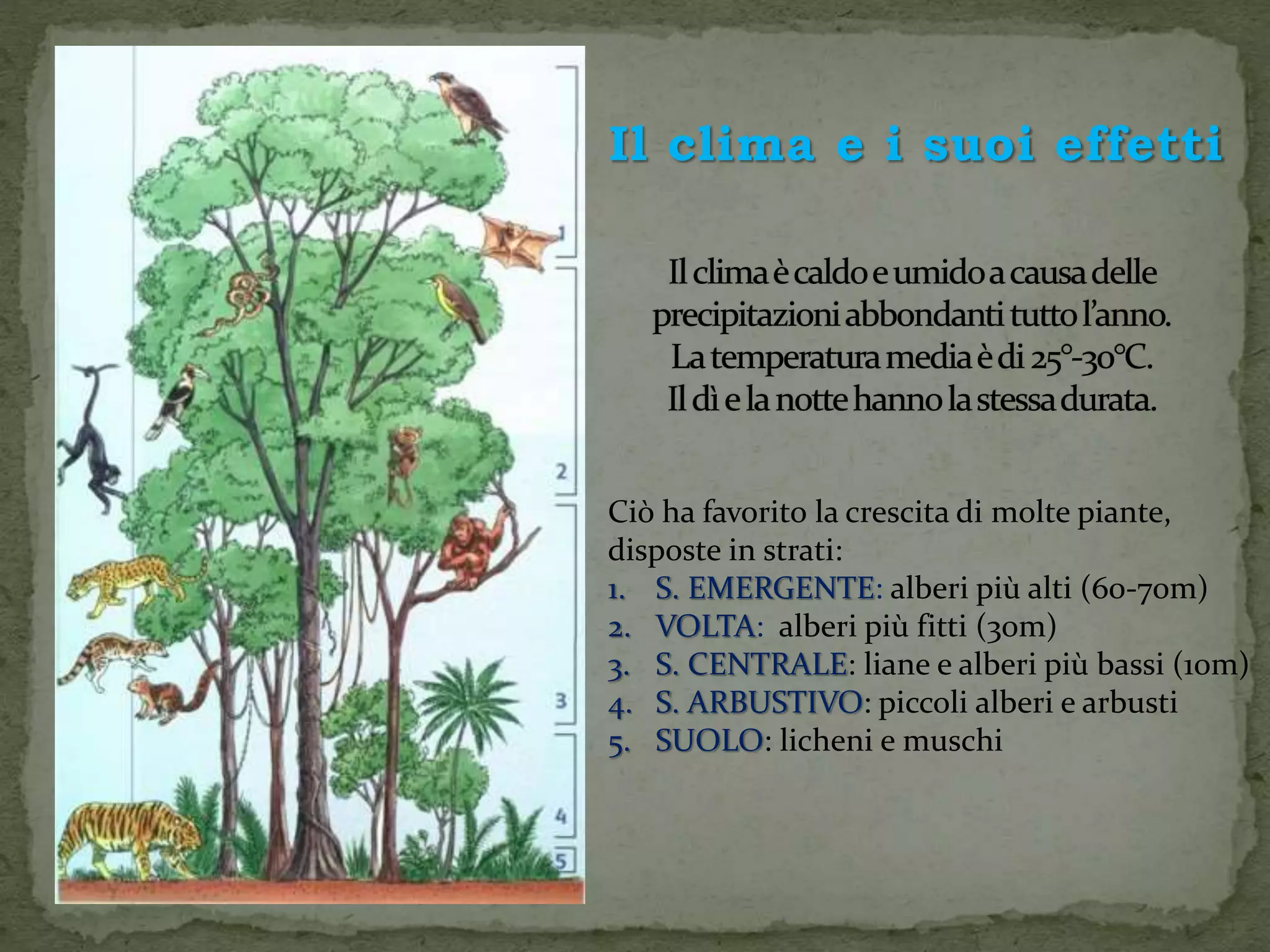 La foresta equatoriale | PPTX