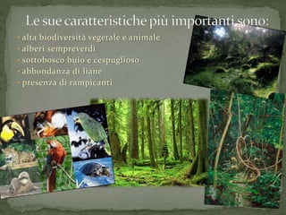 La foresta equatoriale | PPT