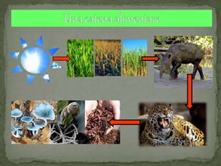 La foresta equatoriale | PPT