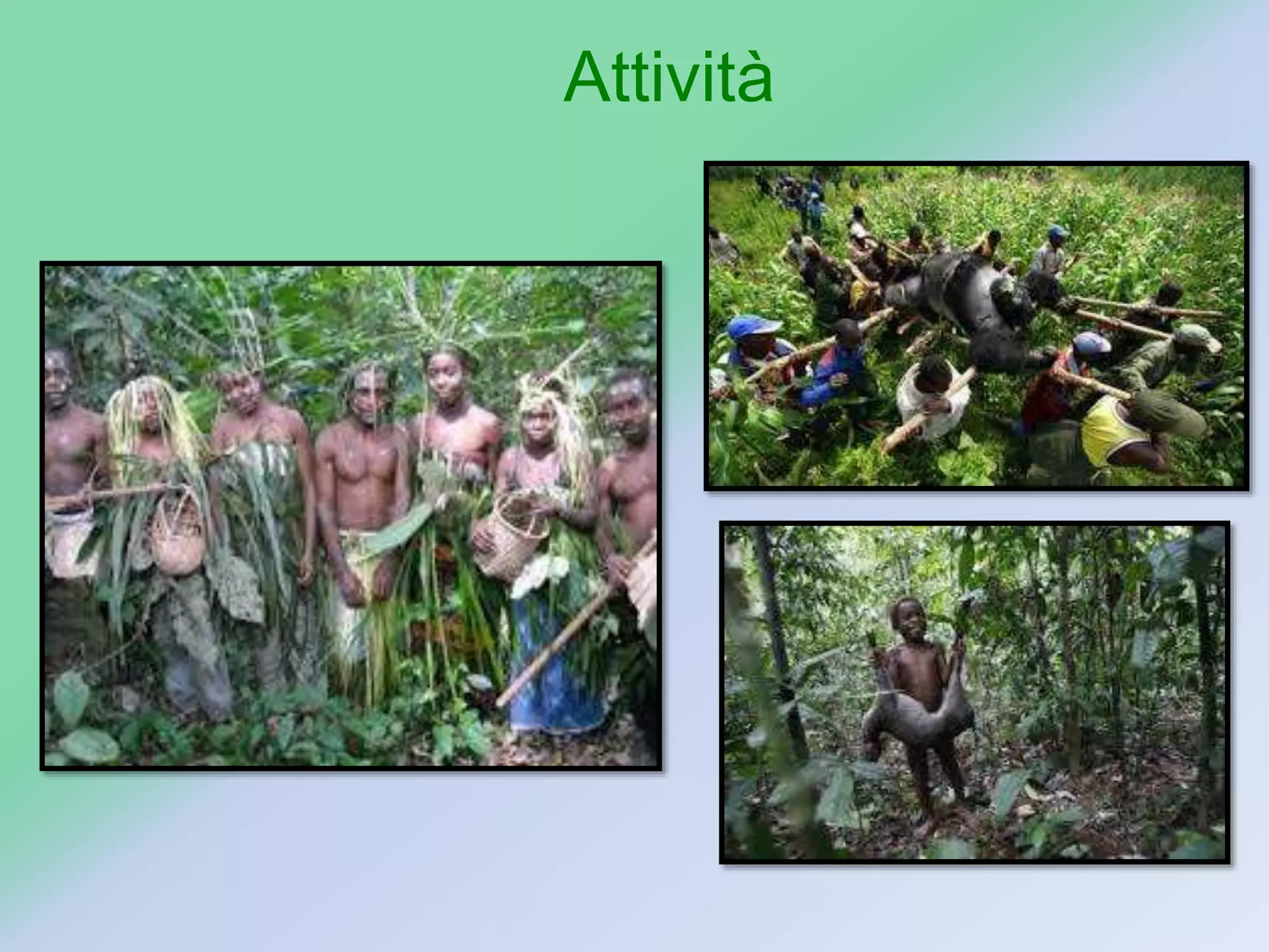 La foresta pluviale (Francesca, Gaia e Giada) | PPTX