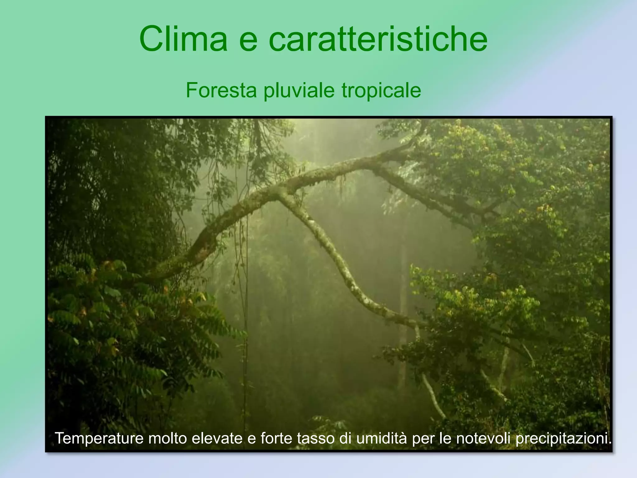 La foresta pluviale (Francesca, Gaia e Giada) | PPTX