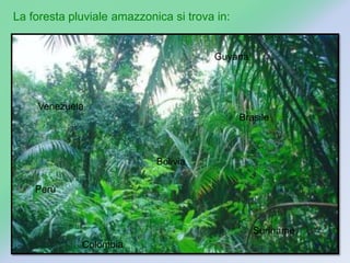 La foresta pluviale (Francesca, Gaia e Giada) | PPTX | Geography | Science
