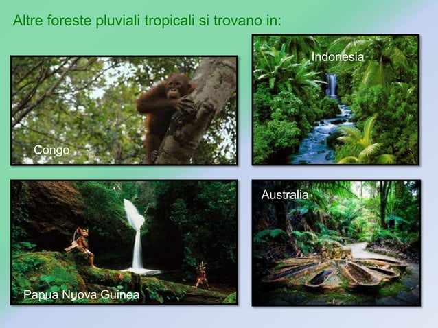La foresta pluviale (Francesca, Gaia e Giada) | PPTX