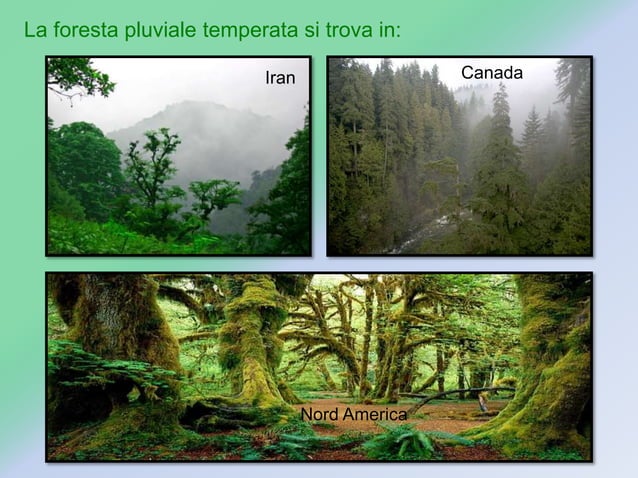 La foresta pluviale (Francesca, Gaia e Giada) | PPTX