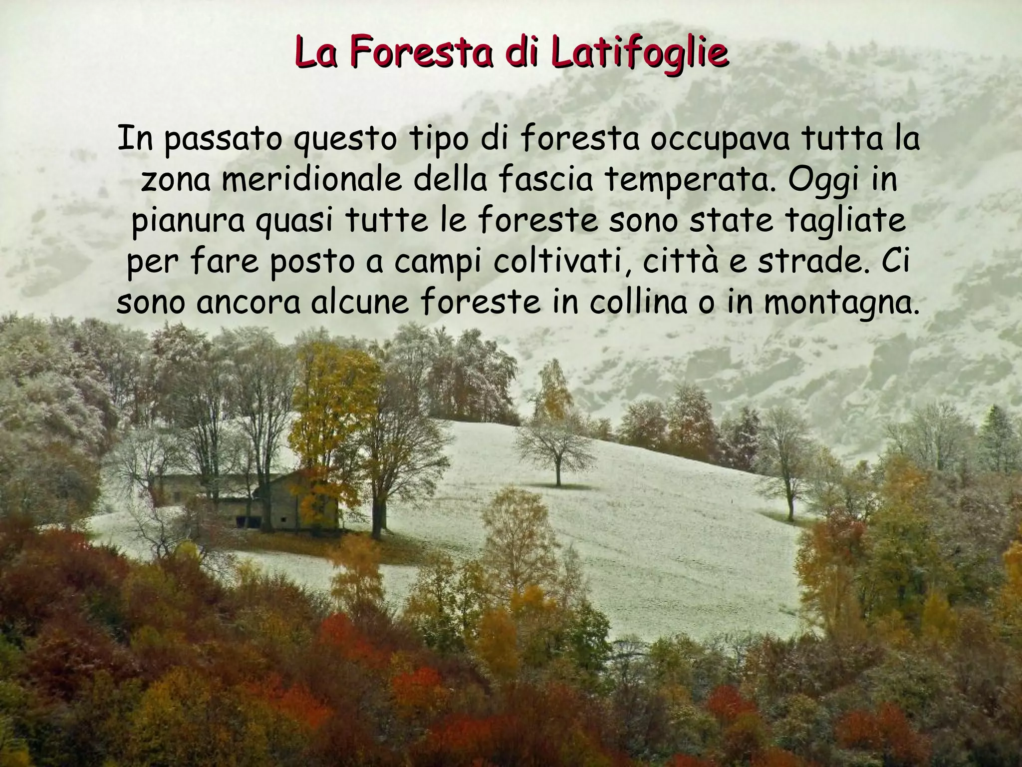 La foresta temperata | PPT