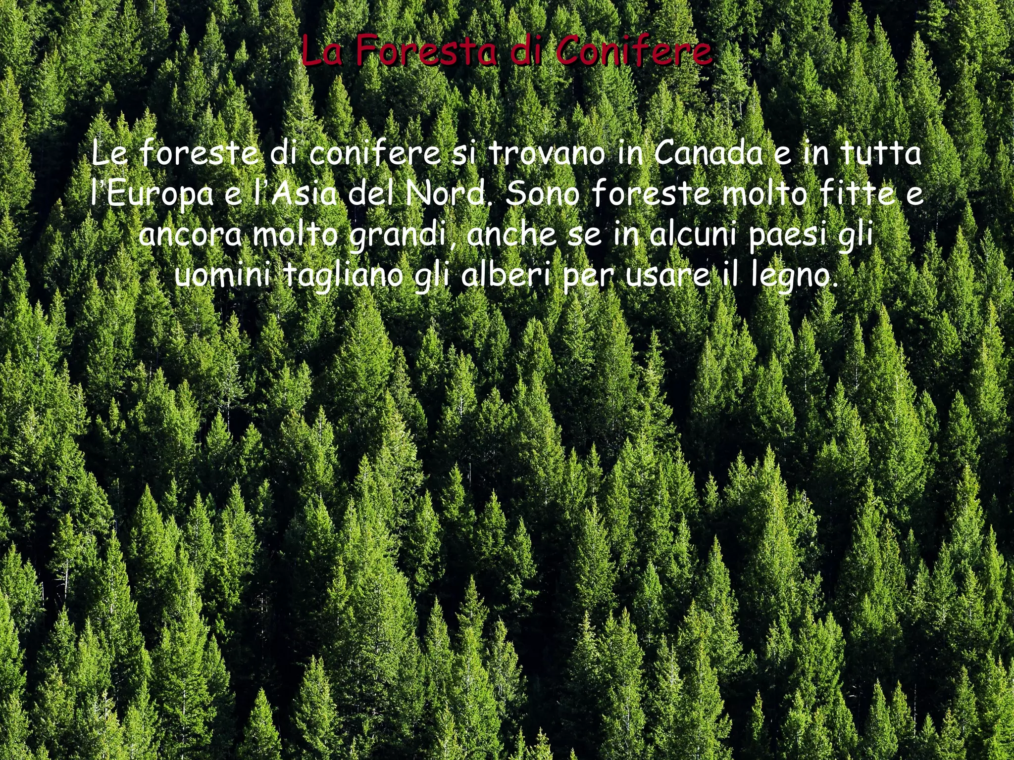 La foresta temperata | PPT