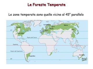 Mappa Delle Foreste Sempreverdi Temperate