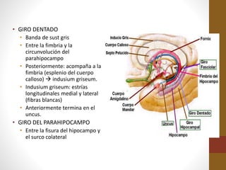 La formación reticular y el sitema límbico | PPTX
