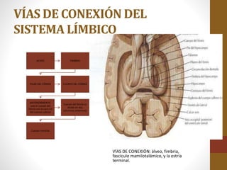 La formación reticular y el sitema límbico | PPTX