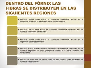 La formación reticular y el sitema límbico | PPTX