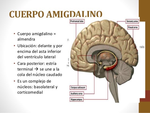 La formación reticular y el sitema límbico