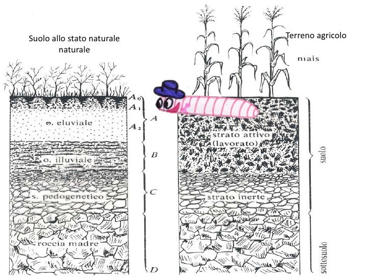La formazione del suolo