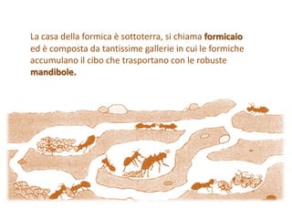 La formica e la cicala | PDF
