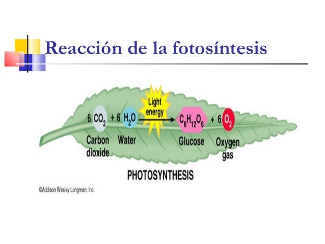 La fotosintesis