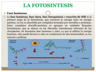 La fotosintesis | PPTX