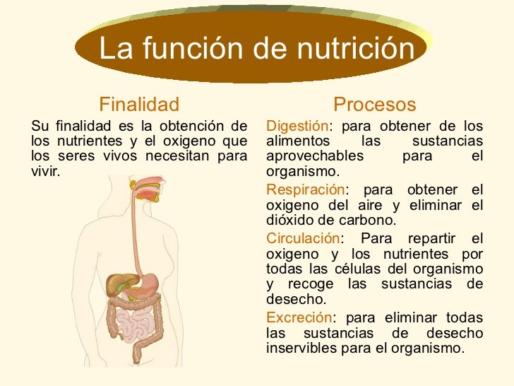 La función de nutrición.