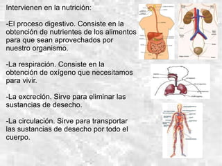 La función de nutrición | PPT