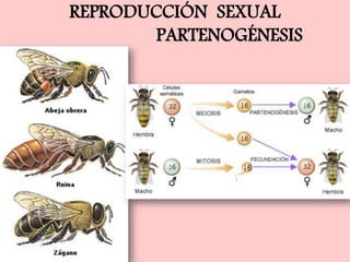LA FUNCIÓN DE REPRODUCCIÓN EN LOS ANIMALES | PDF