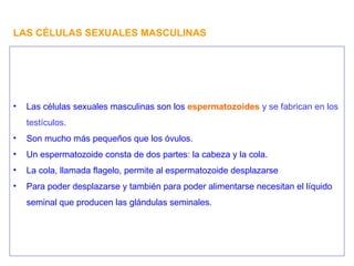 La funcion de reproduccion en las personas | PPT
