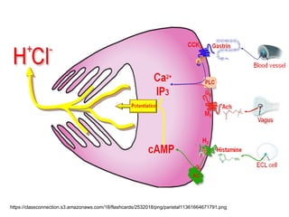 Lafutidine, Second generation histamine H2 receptor antagonist | PPT