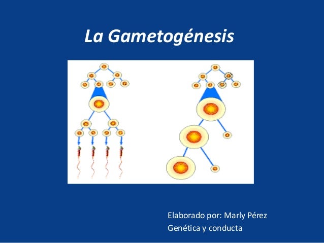 La gametogénesis