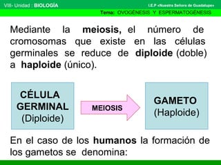 La gametogénesis | PPT