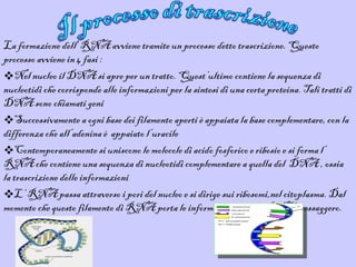 La genetica Giusi e Francy 3 D | PPT