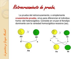 La genética y Gregor mendel | PPTX