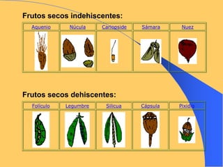 La germinación. Ciencias de la Educación | PPT