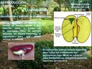 La germinacion | PPTX